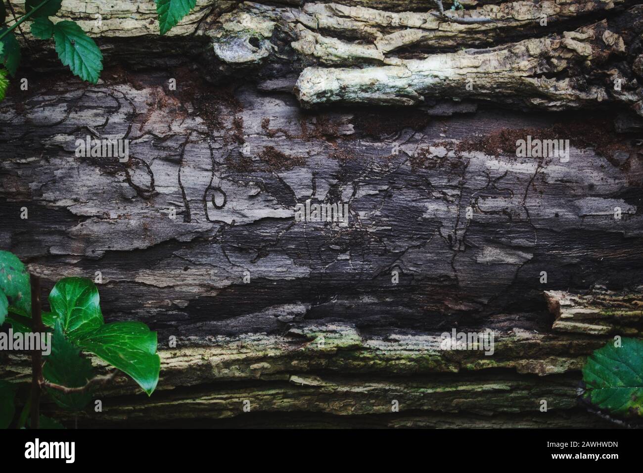 Forest themed tree log background for title text copy space Stock Photo ...