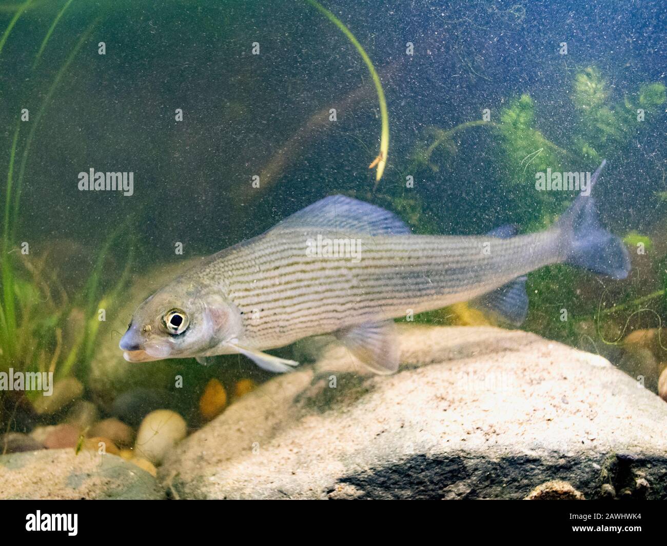 Grayling, Thymallus thymallus, adult female, Nottinghamshire, February ...