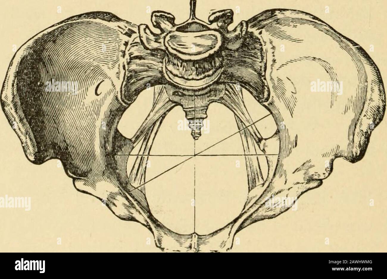 A system of obstetrics . Female Pelvis (adult). is filled by the ...