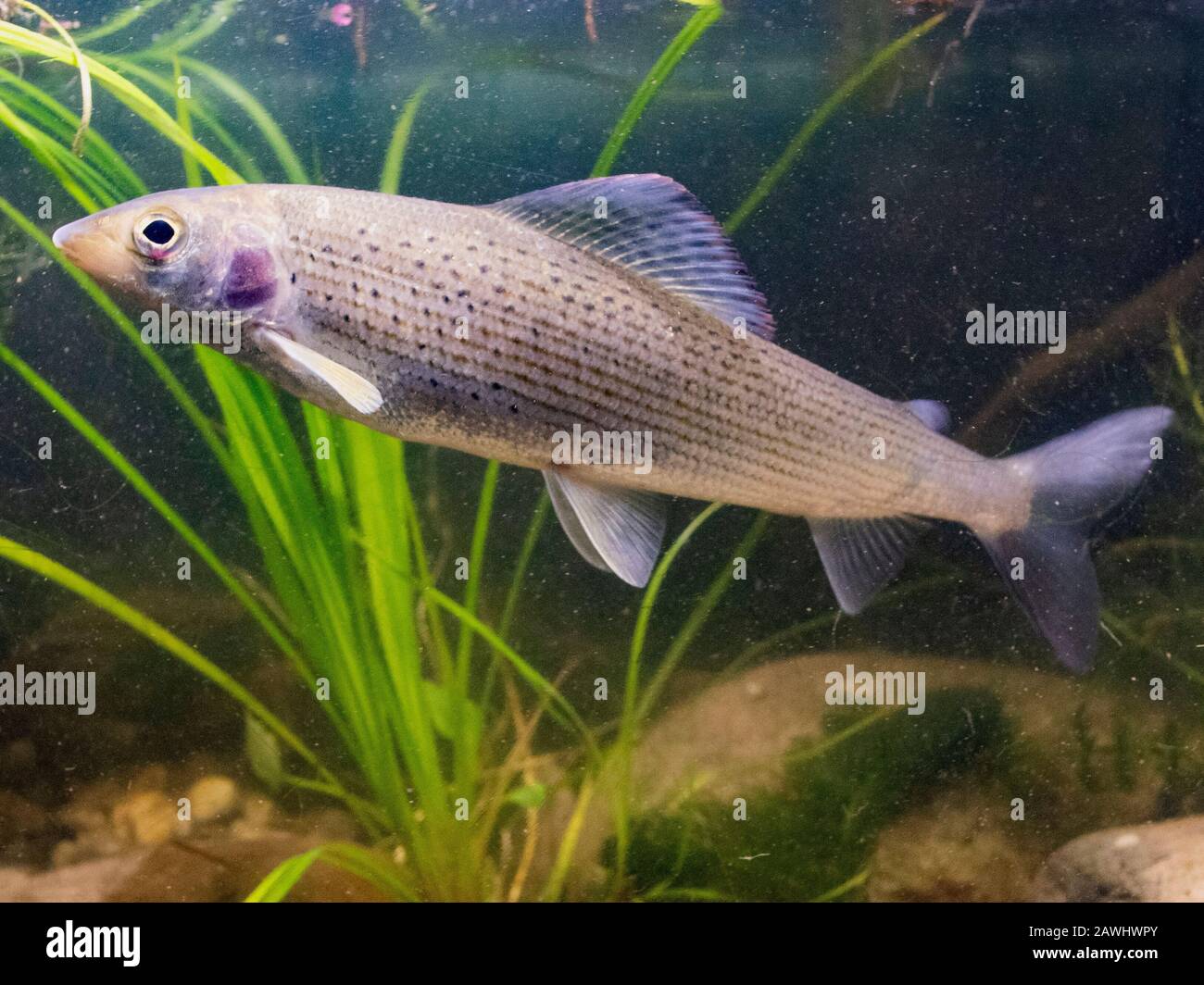 Grayling, Thymallus thymallus, adult female, Nottinghamshire, February ...