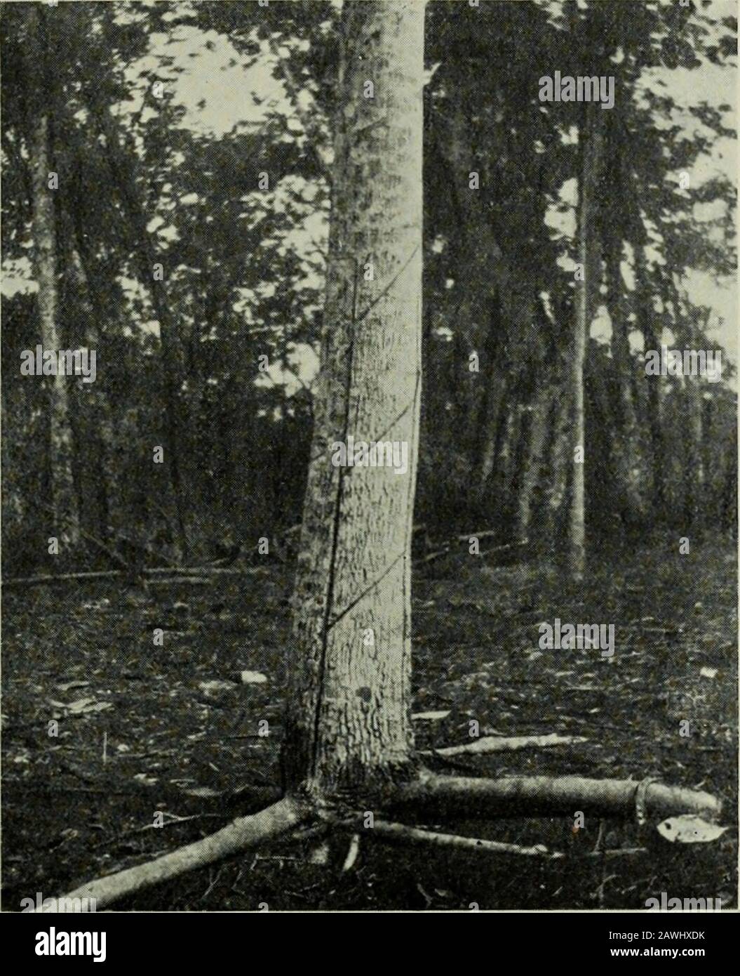 The rubber tree book . Fig. 36.—An Old Tree overgrown with Burrs as the ...