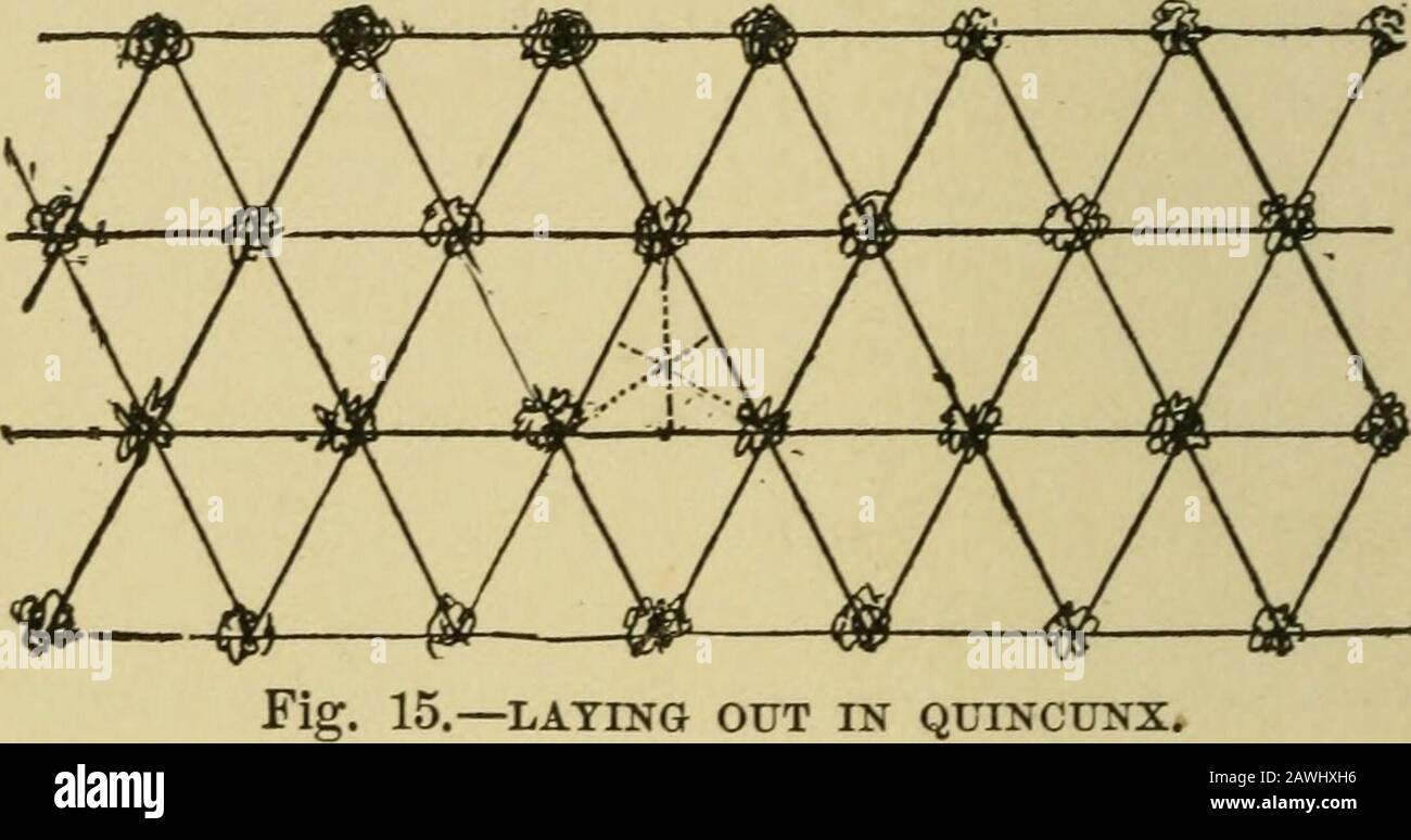 What Is Quincunx Method Of Planting at George Bousquet blog