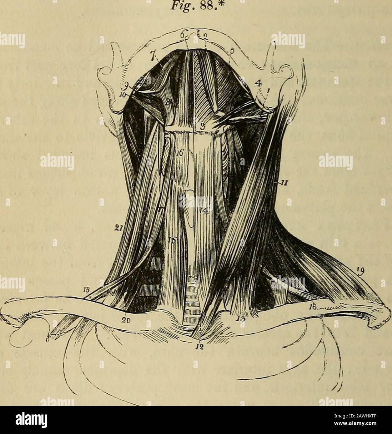 The anatomist's vade mecum : a system of human anatomy . xternal ...