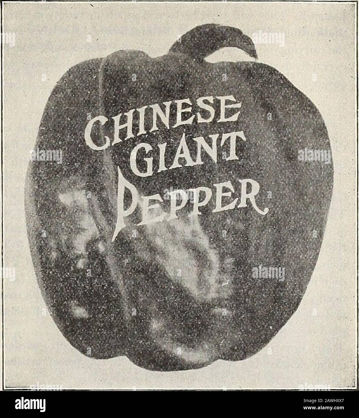 Bell pepper also known as sweet pepper hi-res stock photography and ...