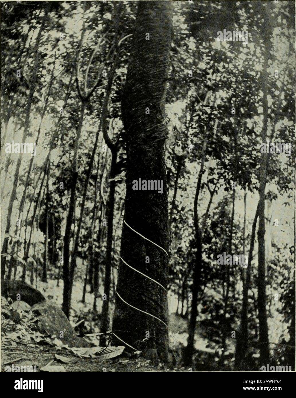 Tapping rubber in ceylon hi-res stock photography and images - Alamy