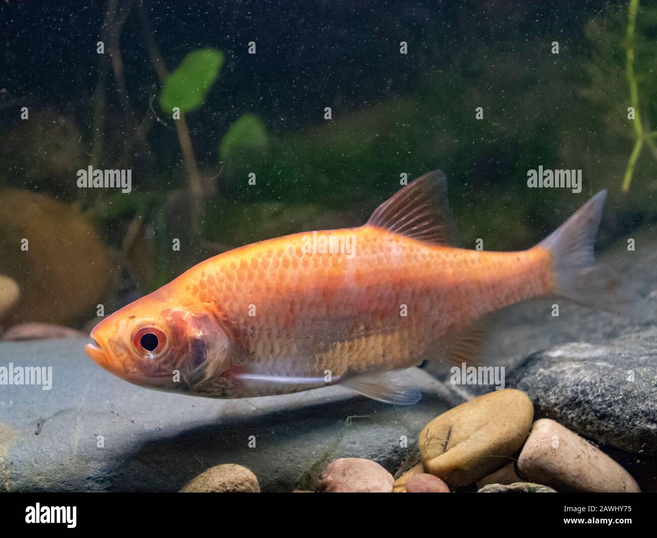 Golden Rudd, Scardinius erythrophthalmus Stock Photo - Alamy