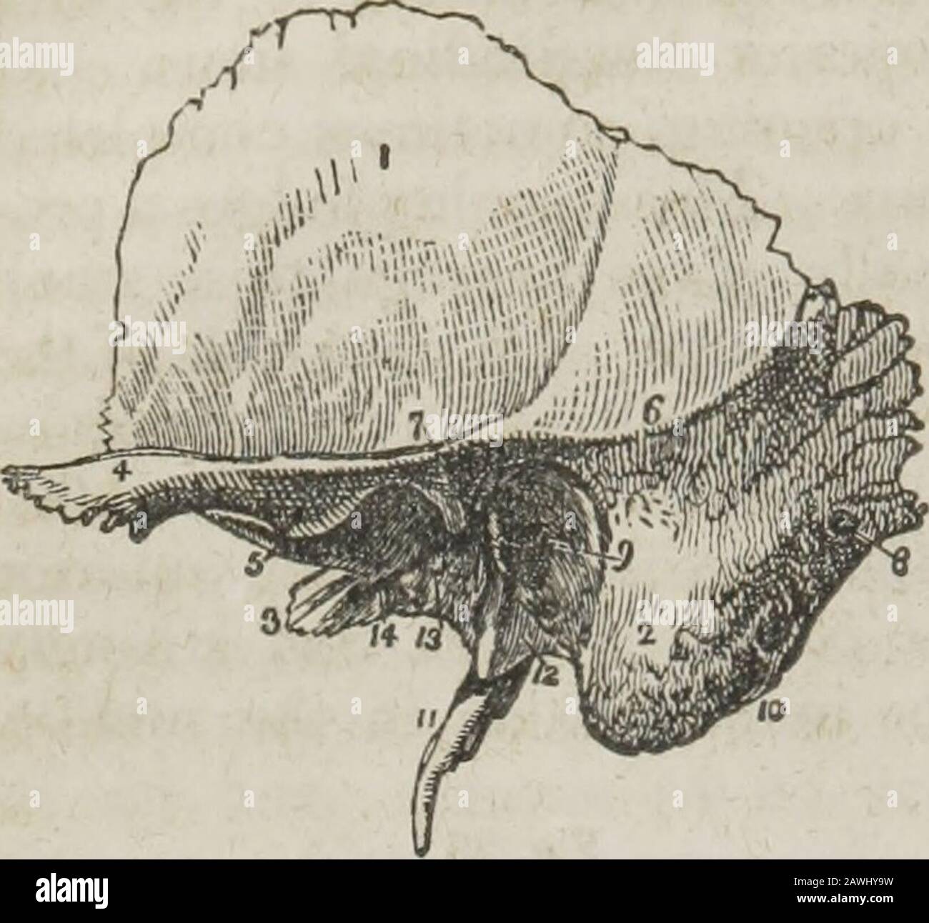 Squamous Part Of Temporal Bone