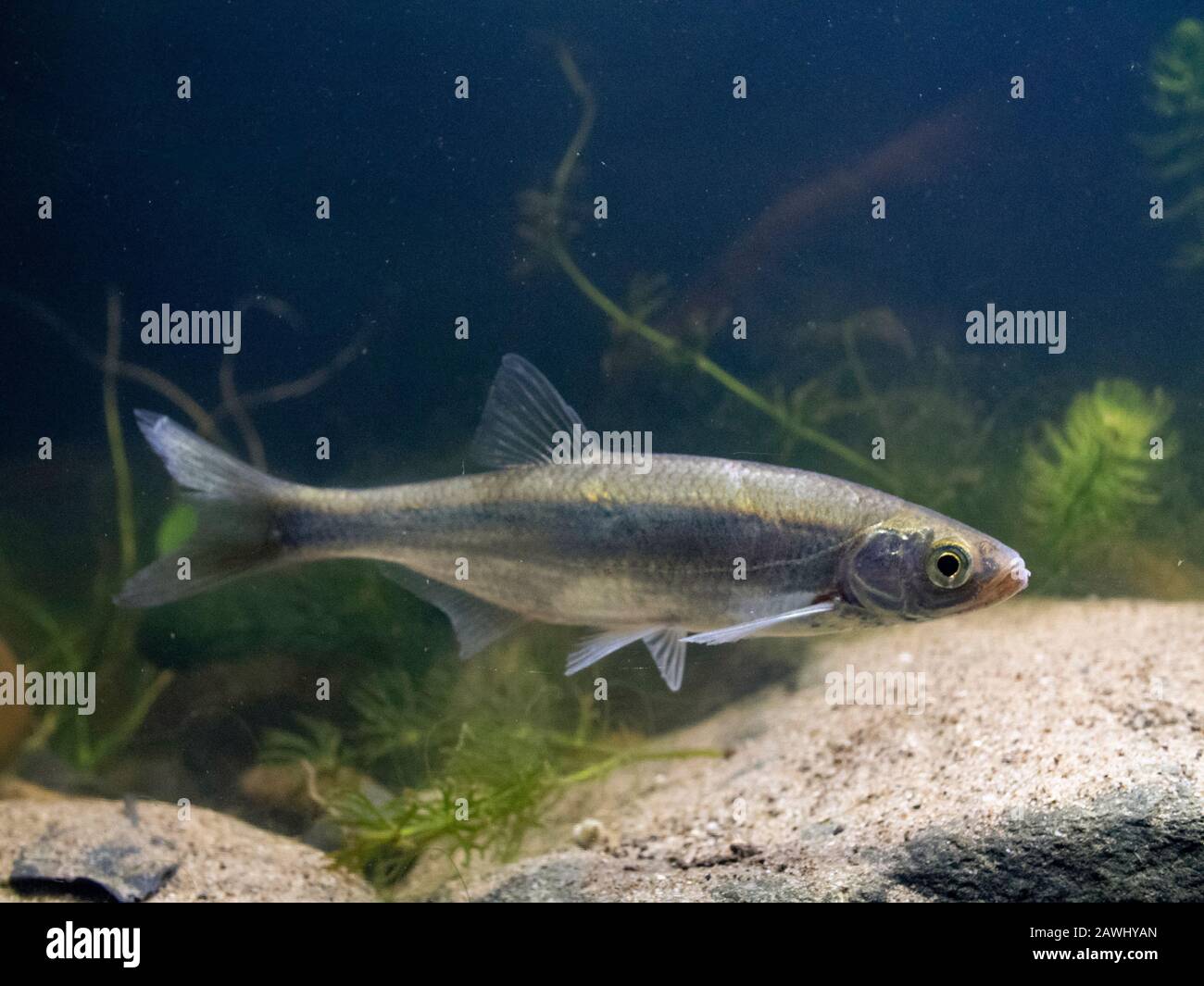 Common bleak, Alburnus alburnus, single adult in tank set up ...