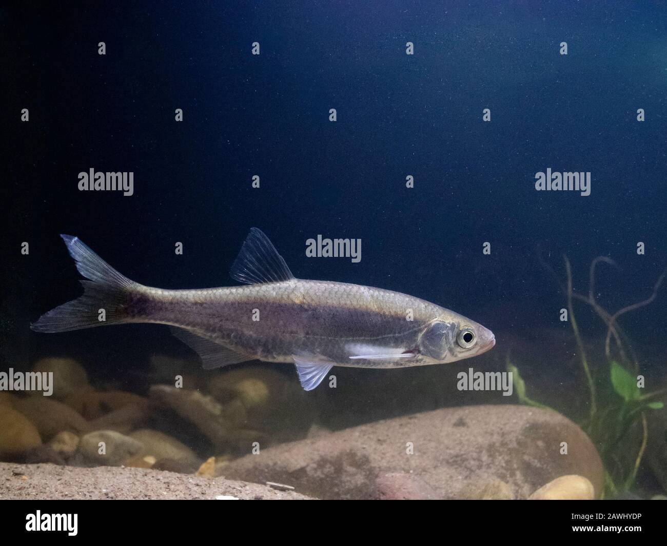 Common bleak, Alburnus alburnus, single adult in tank set up ...