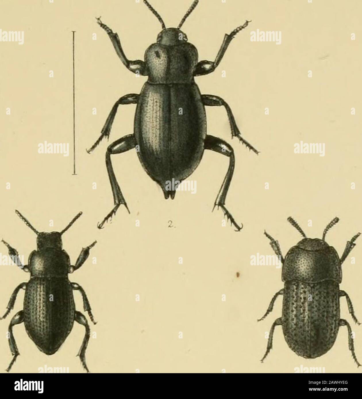 The Coleoptera of the British islandsA descriptive account of the ...