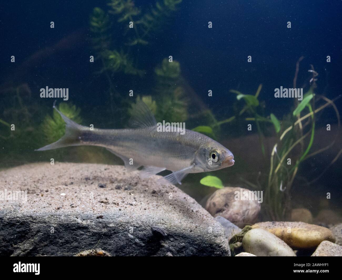Common bleak, Alburnus alburnus, single adult in tank set up ...