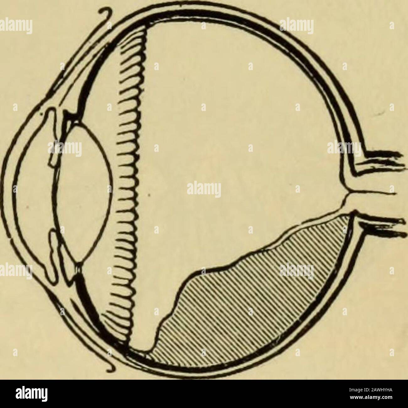 Ganglion cells eye hi-res stock photography and images - Alamy