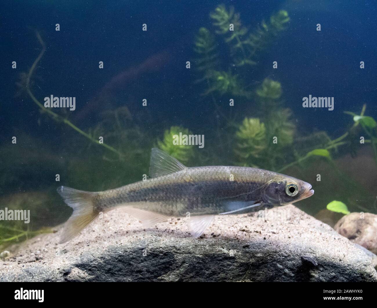 Bleak alburnus alburnus hi-res stock photography and images - Alamy