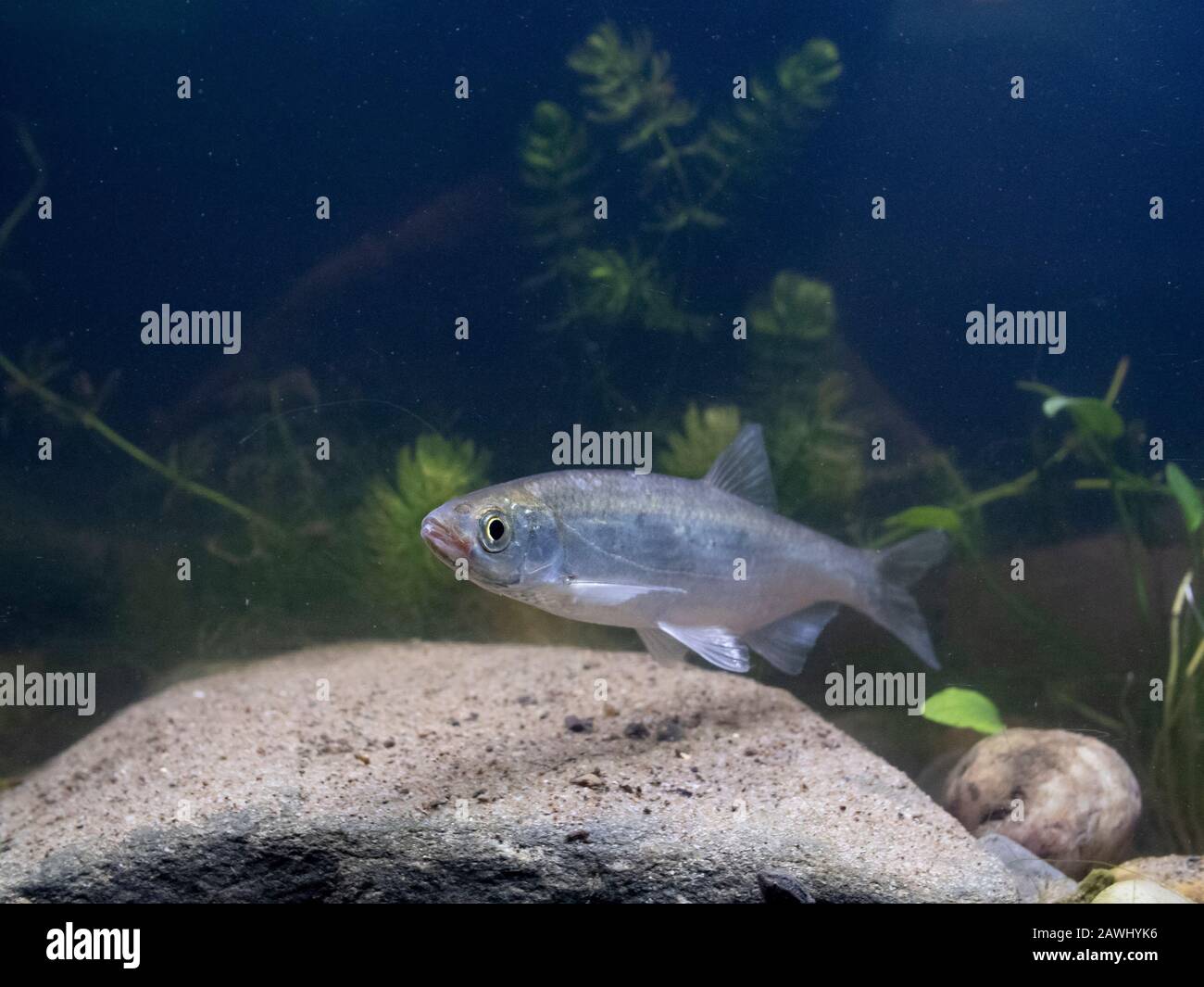 Common bleak, Alburnus alburnus, single adult in tank set up ...