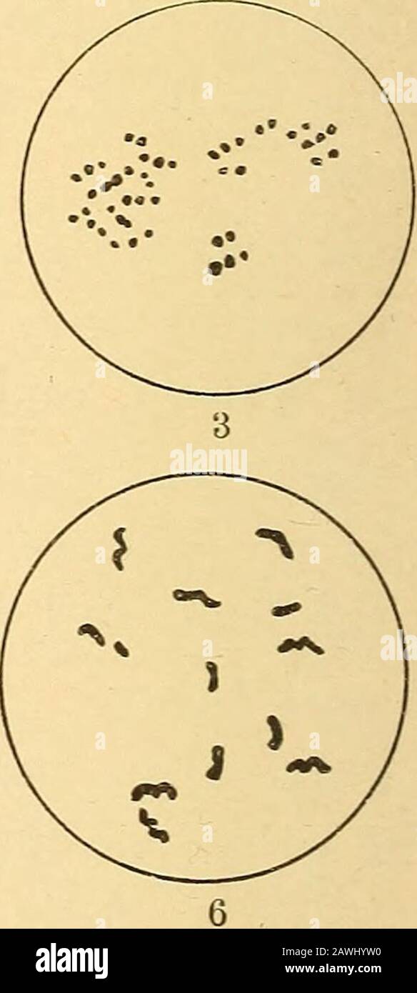 Bacilli Diagram