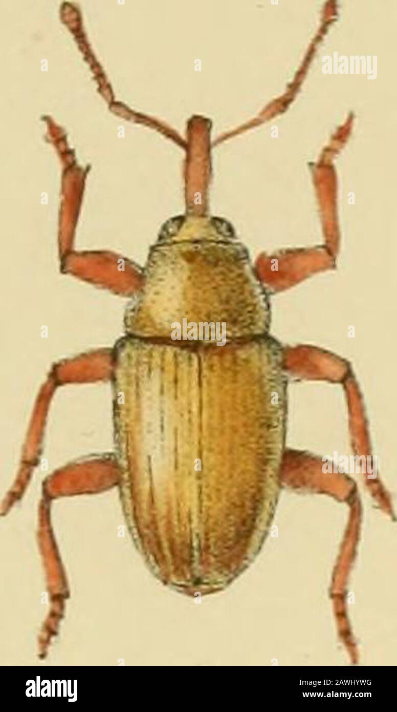 The Coleoptera of the British islandsA descriptive account of the ...
