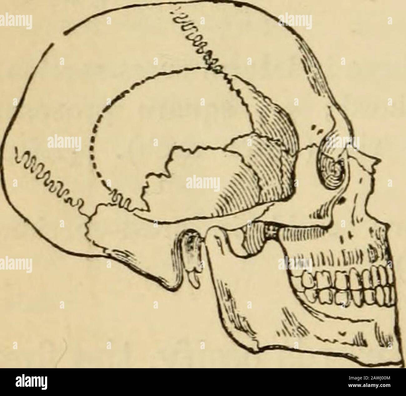 The evolution of man : a popular exposition of the principal points of ...