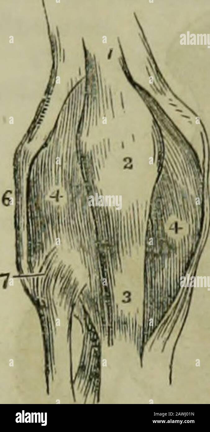 Condyloid joint hi-res stock photography and images - Alamy