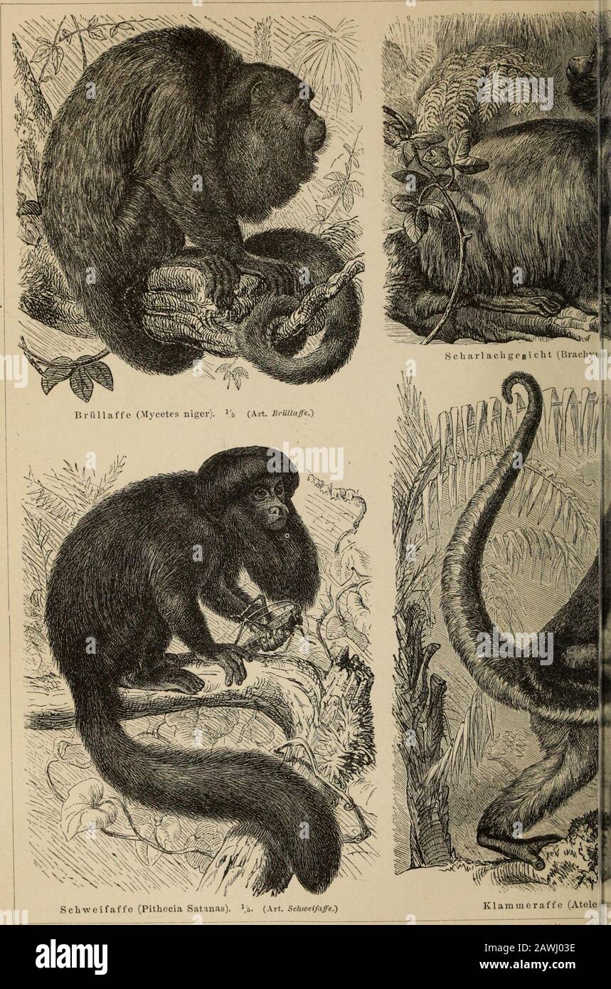 4 affen hi-res stock photography and images - Alamy