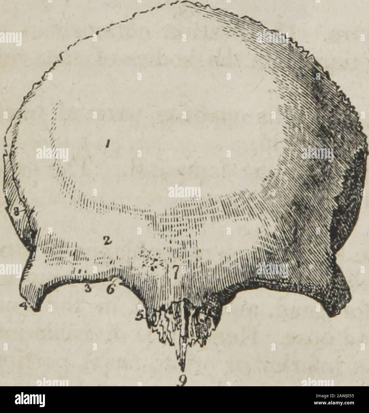 A system of human anatomy, general and special . projectingprocess, the ...