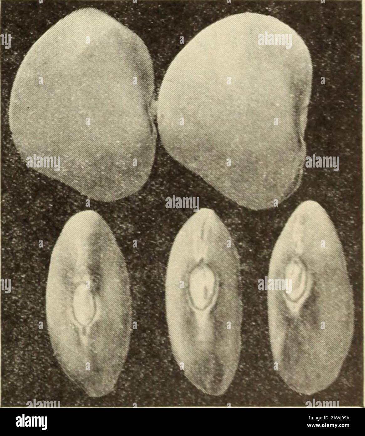 Johnson's garden & farm manual : 1910 . 99 The Burpee ImprovedBush Lima ...