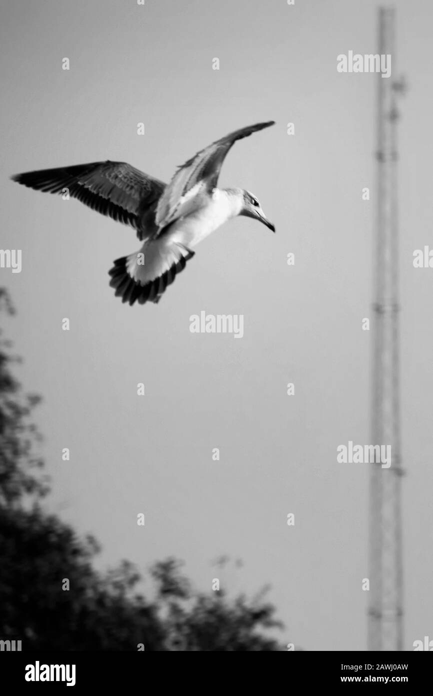 Bird flying with open wings hi-res stock photography and images - Alamy