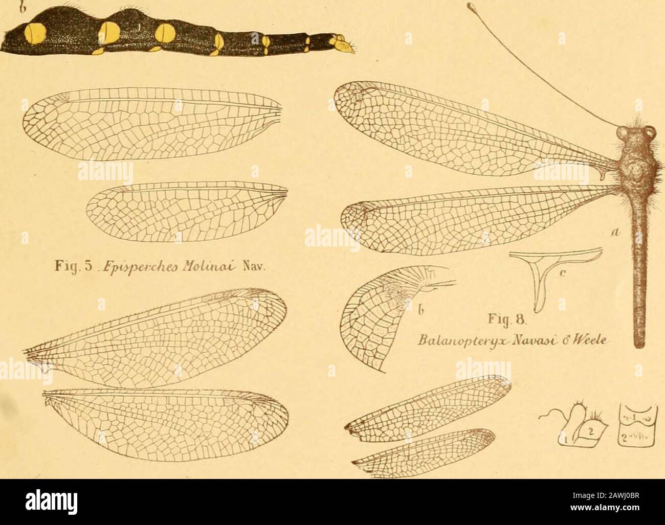 Bookidsinopsisdelo hi-res stock photography and images - Alamy