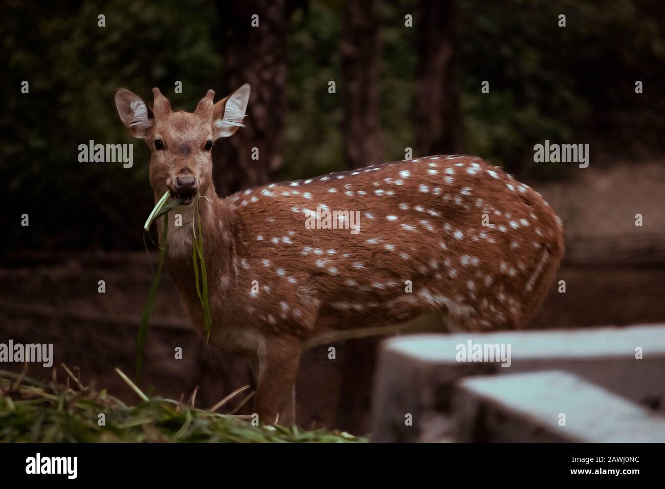 wild dotted deer looking at the camera while eating grass Stock Photo ...
