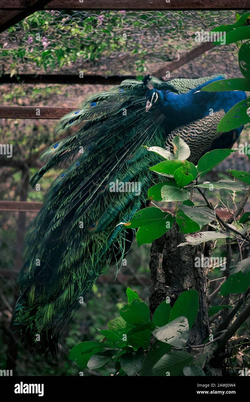 colorful peacock sitting on a tree Stock Photo - Alamy