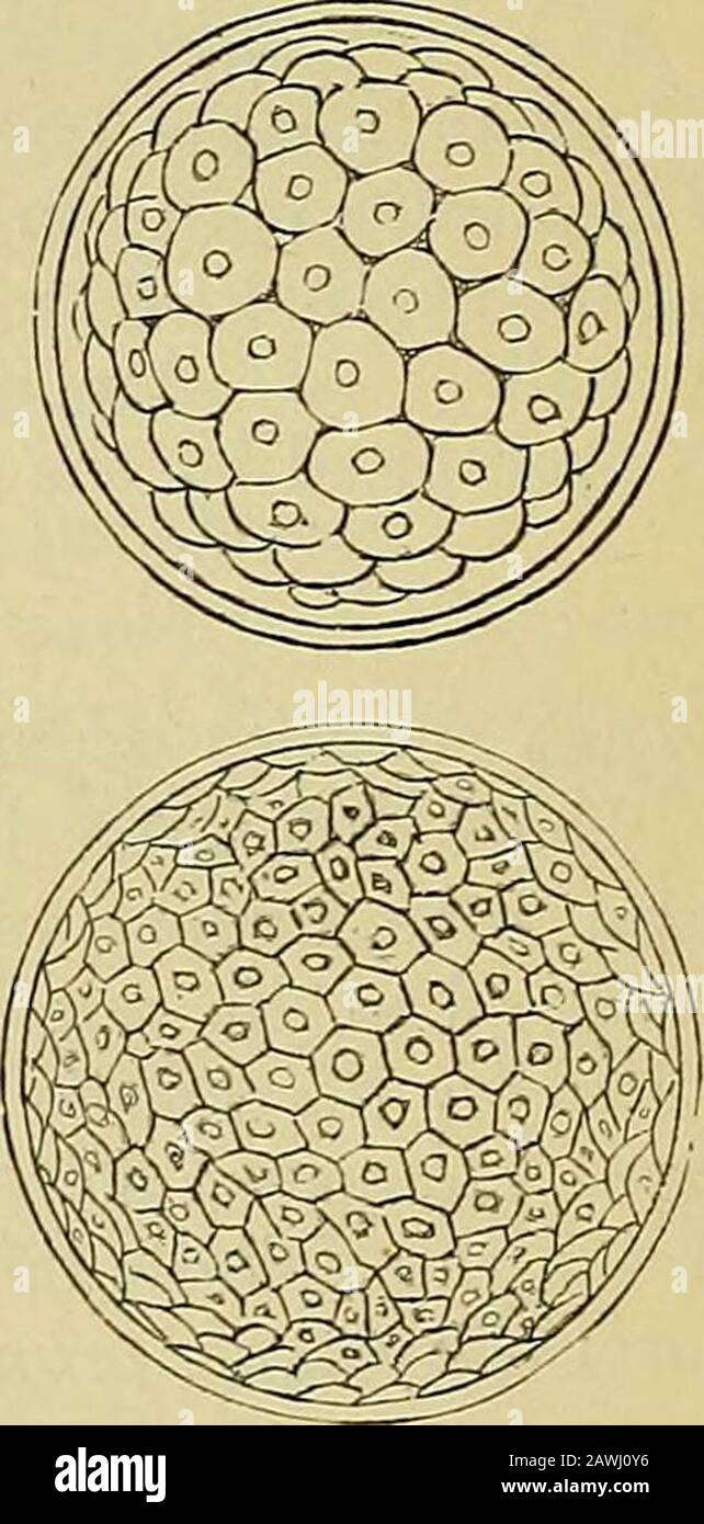 Physiology : a manual for students and practitioners . Segmentation of ...