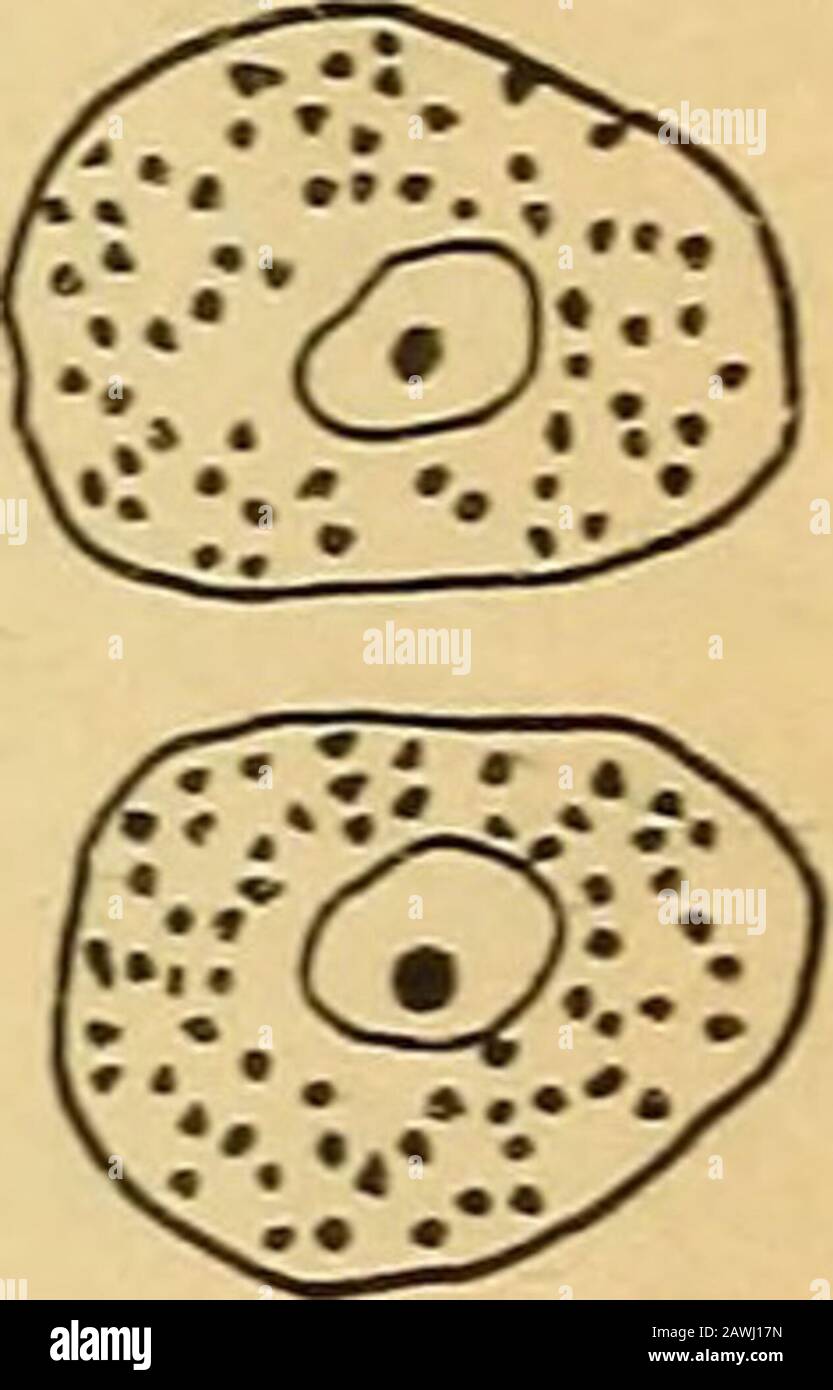 Celldivision hi-res stock photography and images - Alamy