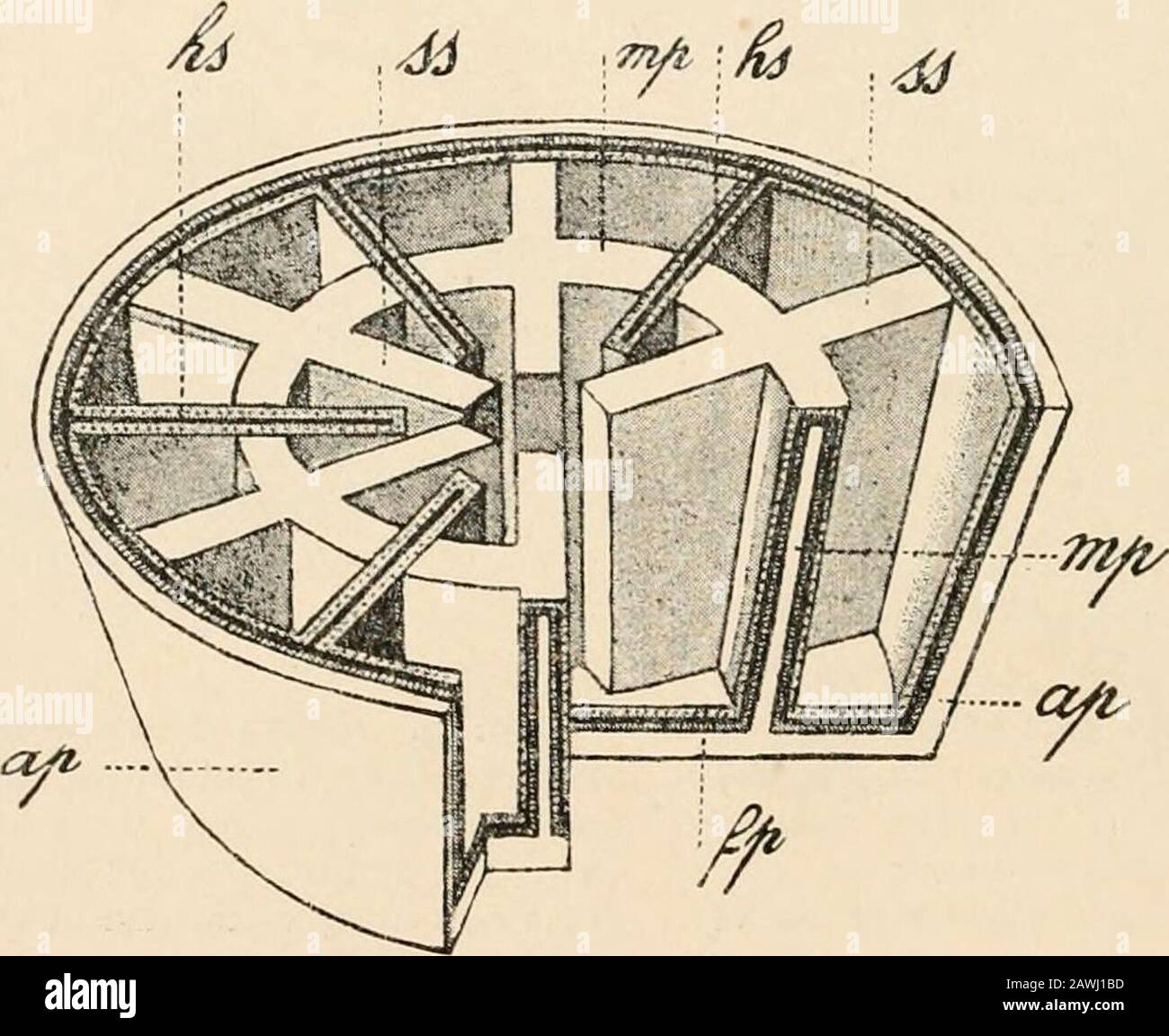 Pig skeleton anatomy hi-res stock photography and images - Alamy