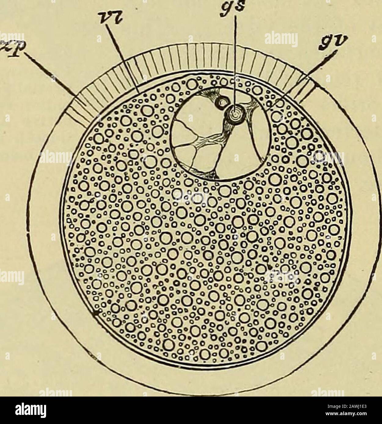 Physiology : a manual for students and practitioners . Section of the ...