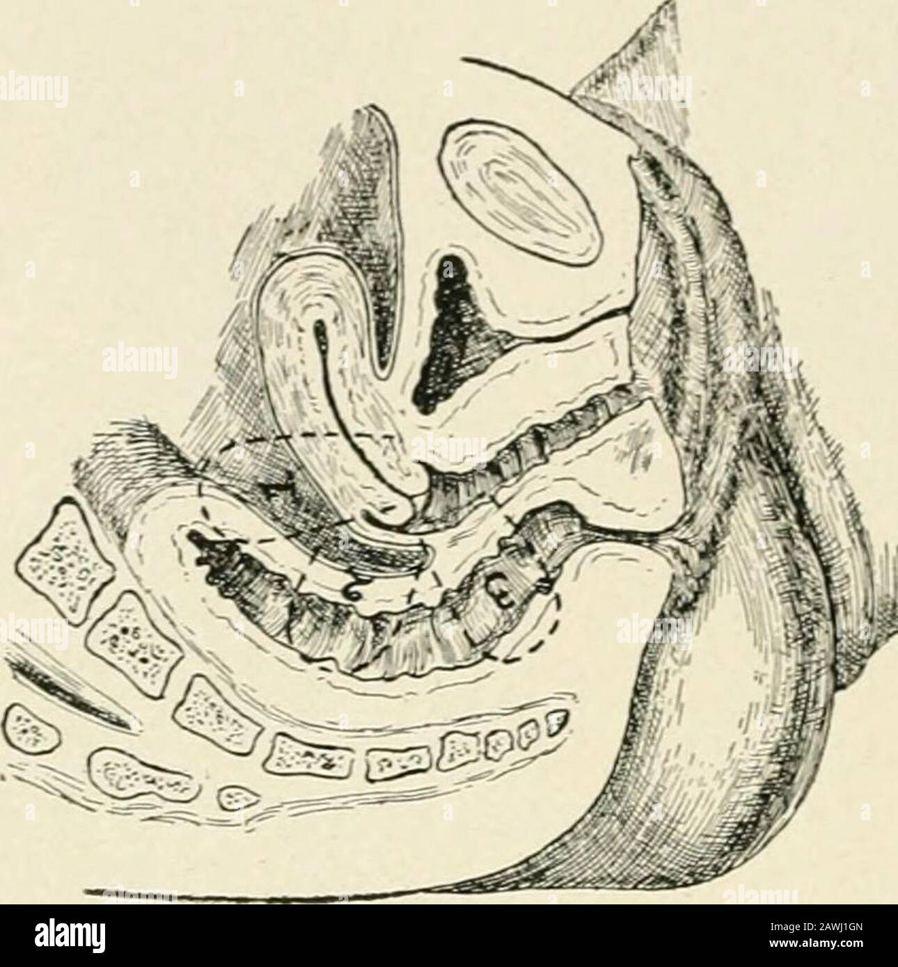 The practice of surgery . - from powerful bony supports. So one. Fig ...