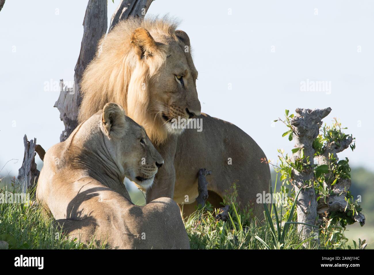 Magnificent African Lions Stock Photo - Alamy