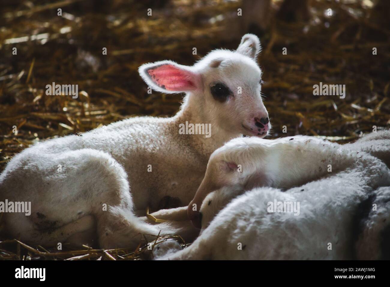 Cute white fluffy baby goat lying down on straw indoors Stock Photo - Alamy
