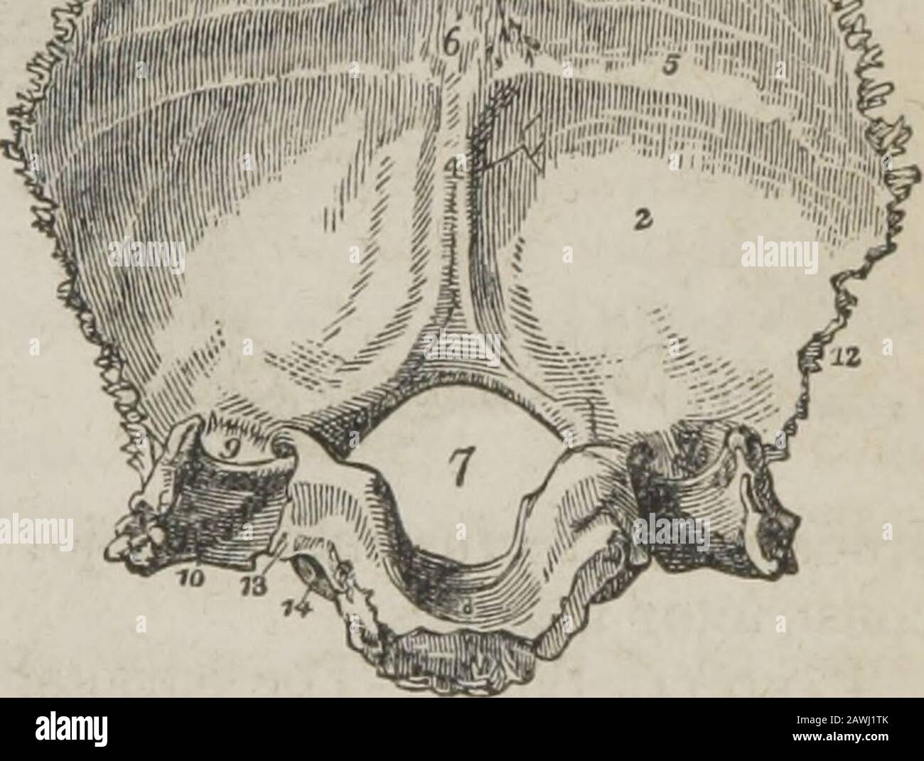 Internal Occipital Ridge Occipital
