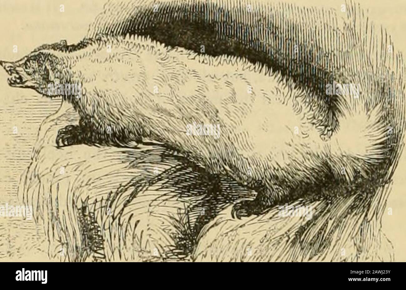 Completely fossorial hi-res stock photography and images - Alamy