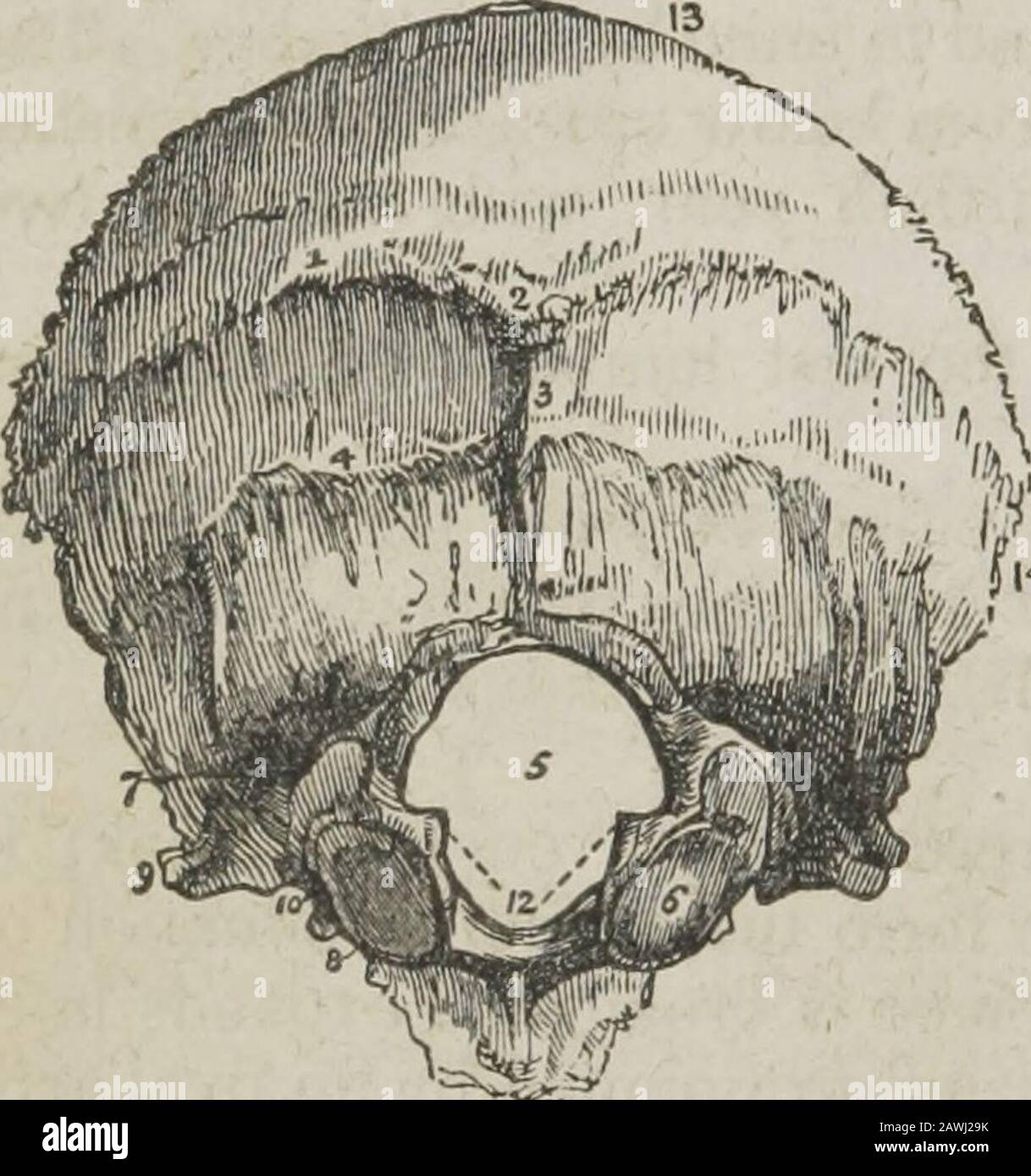Occipital sinus hi-res stock photography and images - Alamy