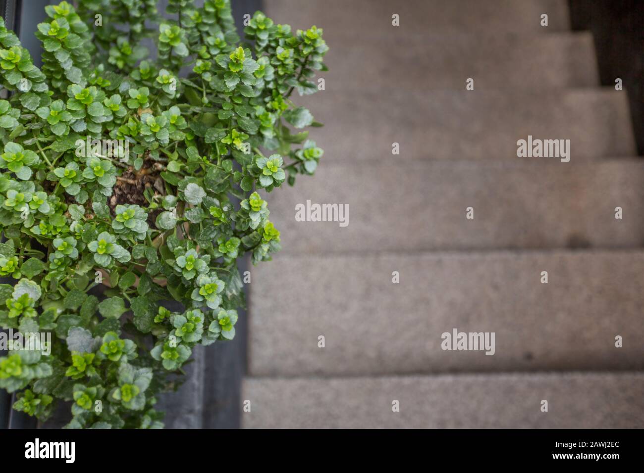 Eco style cafe. Green tree near stairs up to cafe Stock Photo - Alamy