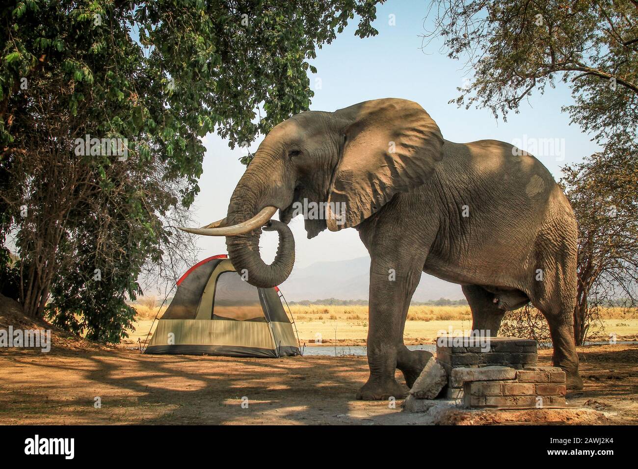 Elephants in Mana Pools, Zimbabwe Stock Photo - Alamy