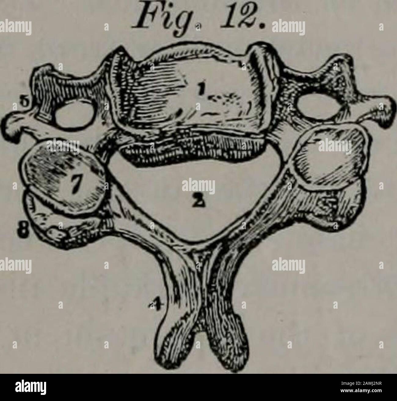 False ribs hi-res stock photography and images - Alamy