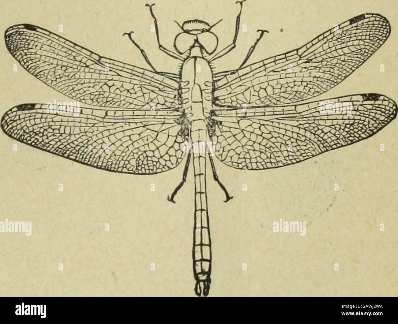 Fruit sucking moth hi-res stock photography and images - Alamy