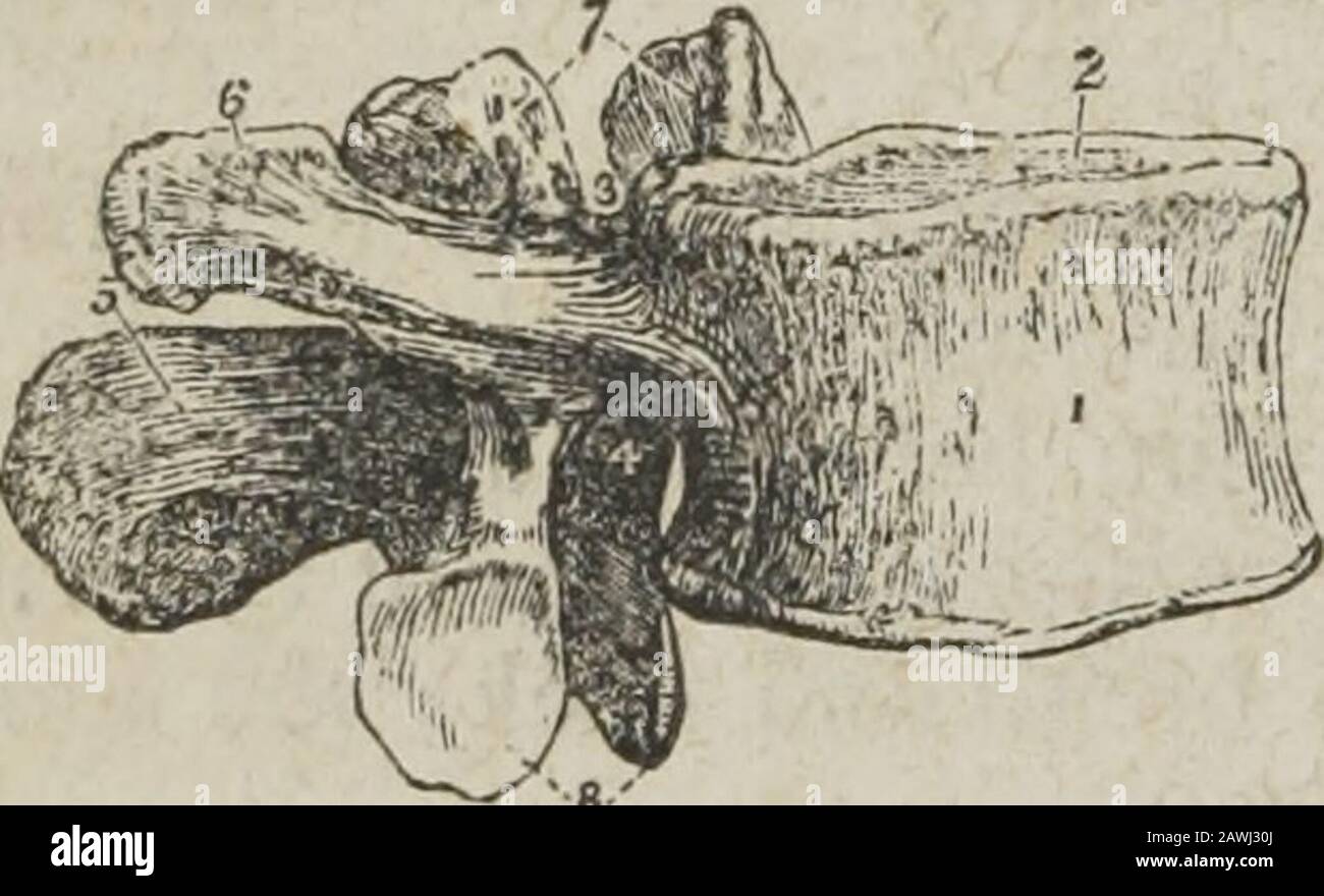 First cervical vertebrae hi-res stock photography and images - Alamy