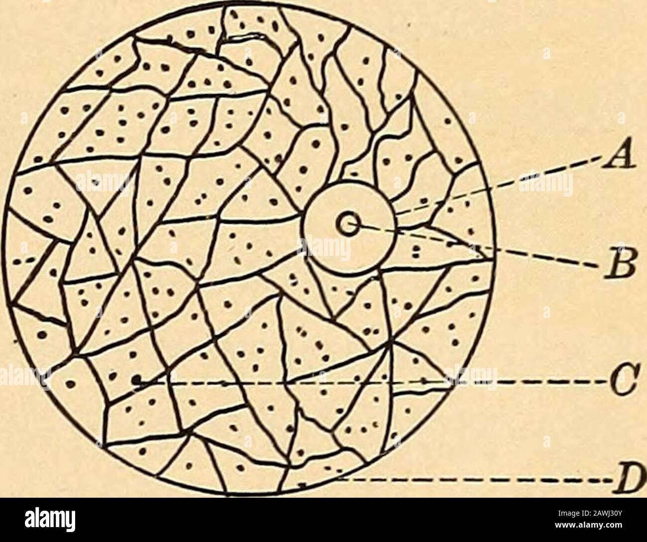 Anatomy, physiology and hygiene . projecting from one end.. Fig. 1 ...