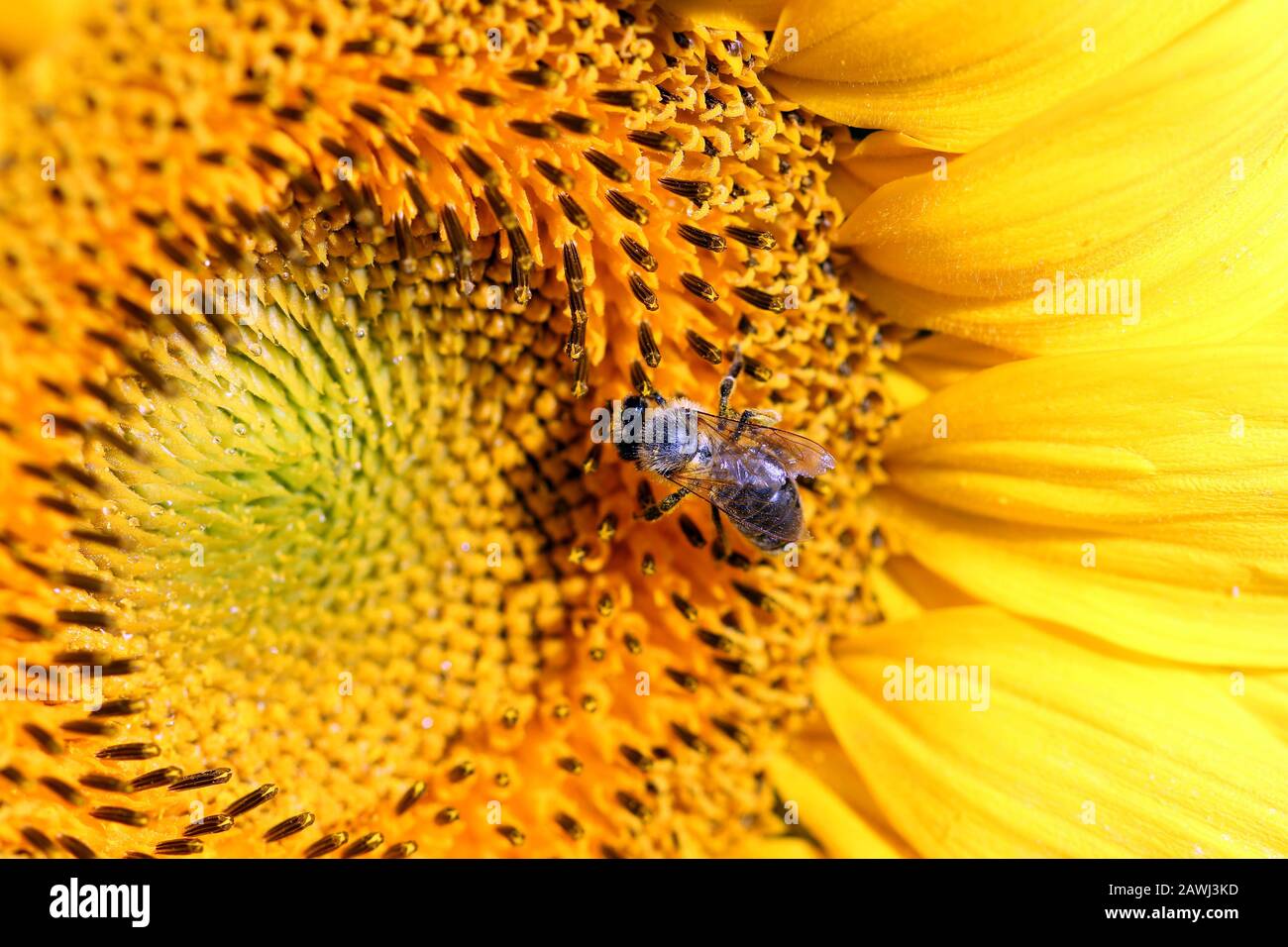 Bee summer hi-res stock photography and images - Alamy