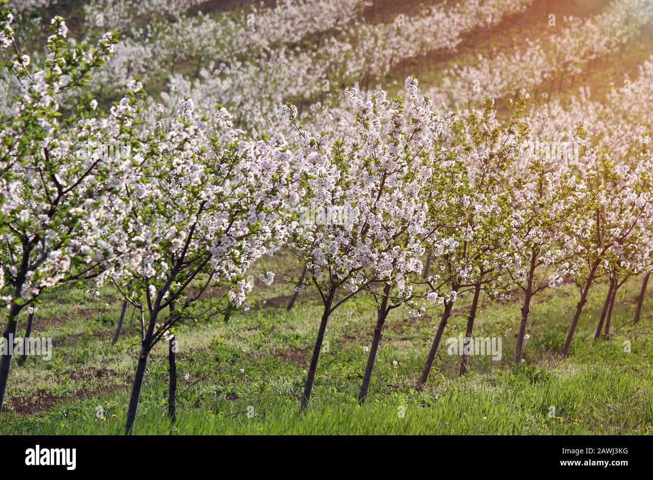 Cherry orchards in bloom hi-res stock photography and images - Alamy