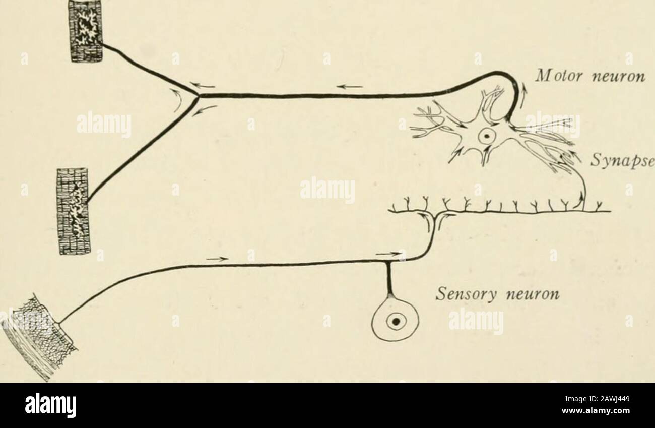 Neuron cytoplasm axon hi-res stock photography and images - Alamy