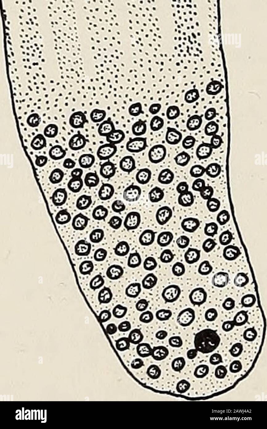 Annals of the South African Museum = Annale van die Suid-Afrikaanse ...