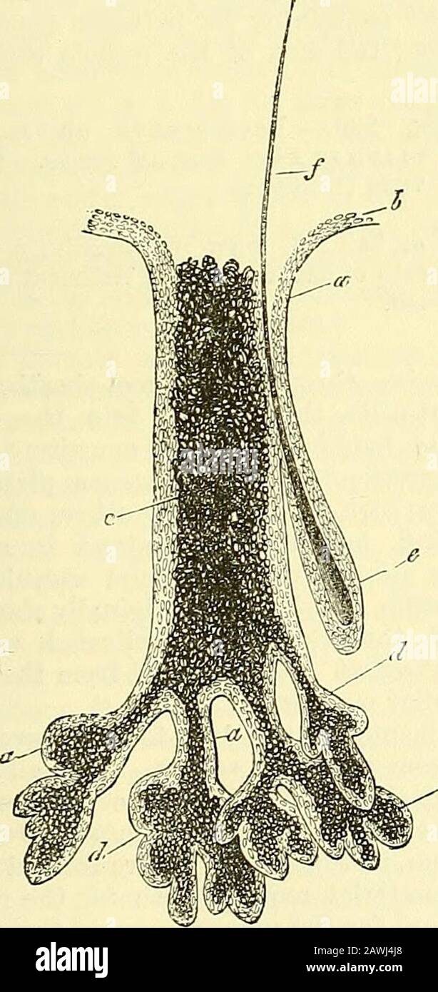 Sweat gland duct hi-res stock photography and images - Alamy